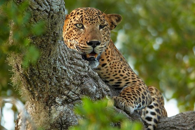 2 Nights All Inclusive Luxury Camping in Yala with Return transfers - Key Points