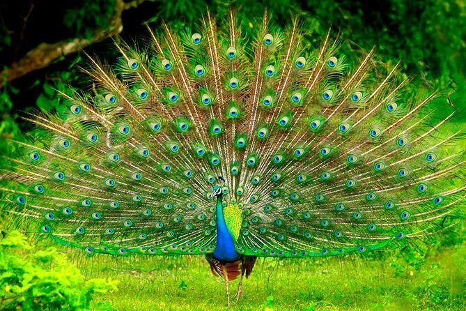 2 Nights Luxury Wild Experience in Leopard Nest with return transfers - How the Experience Feels and What You’ll Take Home