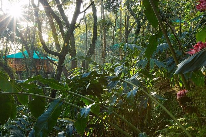 2 Nights Munnar Treehouse Escape with Private Car- Iris Holidays - The Sum Up