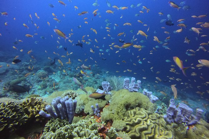 2 or 3 dives in Nusa Lembongan and Penida, for certified diver (in Lembongan) - Practical Details and Considerations