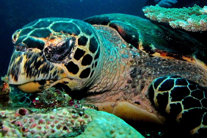 2 PADI Certified Dives at Tulamben from Bali - What Makes This Tour Stand Out?