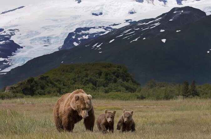 2 Park Bear Viewing Adventure to Katmai and Lake Clark NP - Key Points: