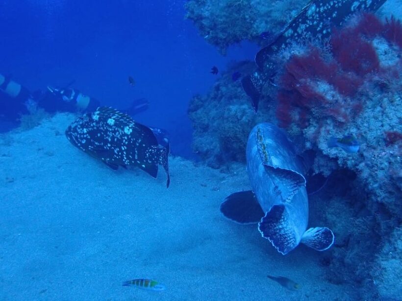 2 PRIVATE GUIDED DIVES - Key Points