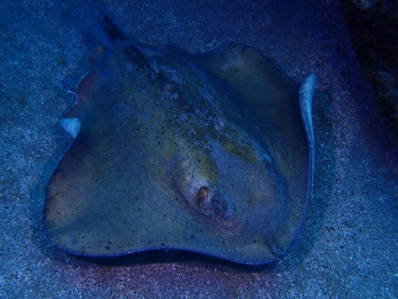2 PRIVATE GUIDED DIVES - What Makes This Tour Stand Out