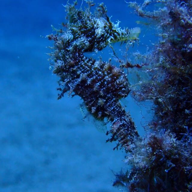 2 PRIVATE GUIDED DIVES - Who Is This Tour Best For?