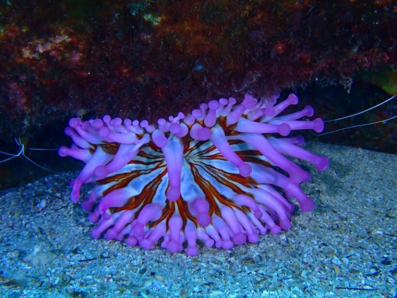 2 PRIVATE GUIDED DIVES - The Sum Up: Is This Tour Worth It?
