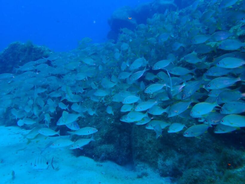 2 PRIVATE GUIDED DIVES - FAQs