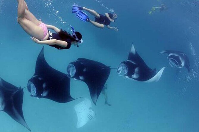 2 Spots Snorkeling Tour with Manta Rays point in Nusa Penida - Authentic Encounters and Guided Expertise
