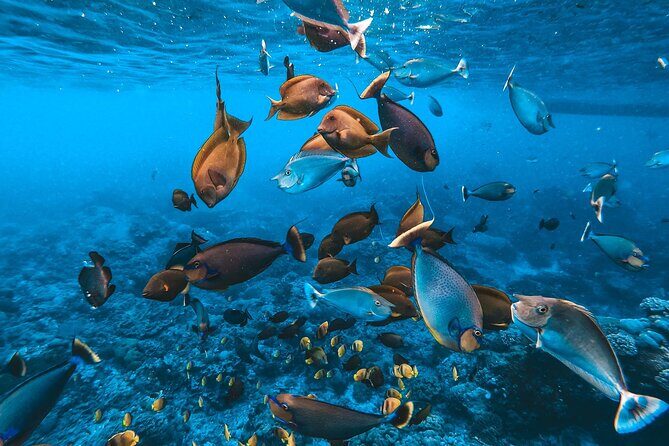 2 Spots Snorkeling Tour with Manta Rays point in Nusa Penida - Who Should Consider This Tour?