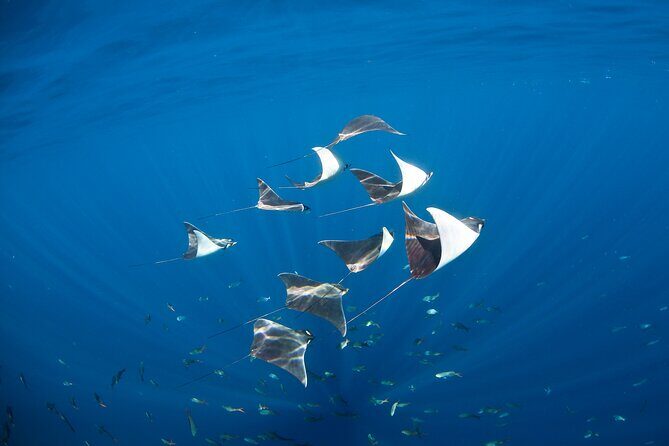 2 Tank Combo Cabo Reserve & Corridor, certified divers with MANTA - A Closer Look at the Itinerary