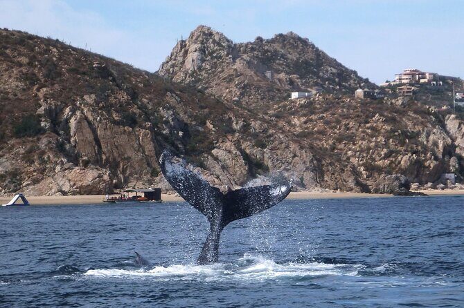 2 Tank Combo Cabo Reserve & Corridor, certified divers with MANTA - The Sum Up