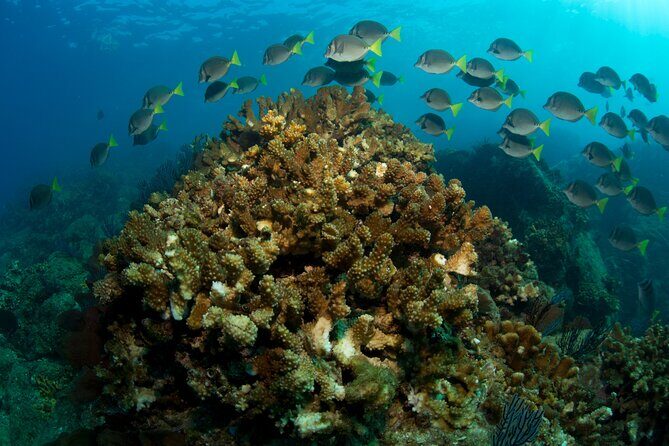 2 Tank Combo Cabo Reserve & Corridor, certified divers with MANTA - FAQs