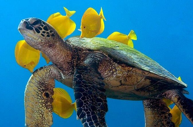 2-Tank Daytime Scuba Dive Boat Trip - Frequently Asked Questions