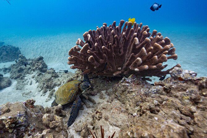 2-Tank Dive Featuring the Molokini Crater - The Value Proposition
