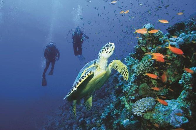 2 Tank Dive in Cozumel - An Overview of the Experience