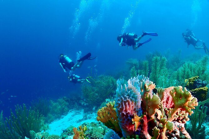 2 Tank Guided Dive half-day - Key Points