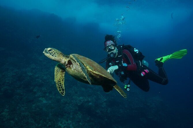 2-Tank Maui Turtle Scuba Dive or Snorkel Boat Tour - The Review Buzz: Authentic Feedback