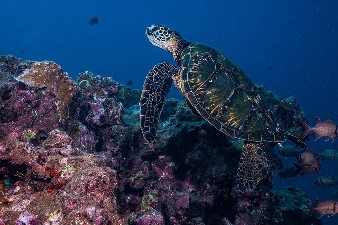 2-Tank Maui Turtle Scuba Dive or Snorkel Boat Tour - FAQs