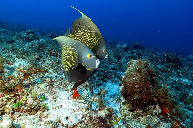 2-Tank Morning or Afternoon Dives in Playa del Carmen certified Divers Only - The Itinerary: What to Expect on Your Playa del Carmen Scuba Adventure