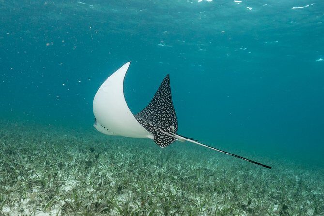 2-Tank Morning or Afternoon Dives in Playa del Carmen certified Divers Only - The Sum Up