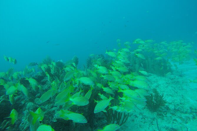 2 Tank Reef Dive in Mexico - Who Should Book This Tour?