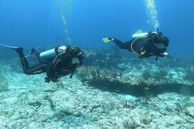 2 Tank Reef Dive in Mexico - Authentic Feedback from Participants