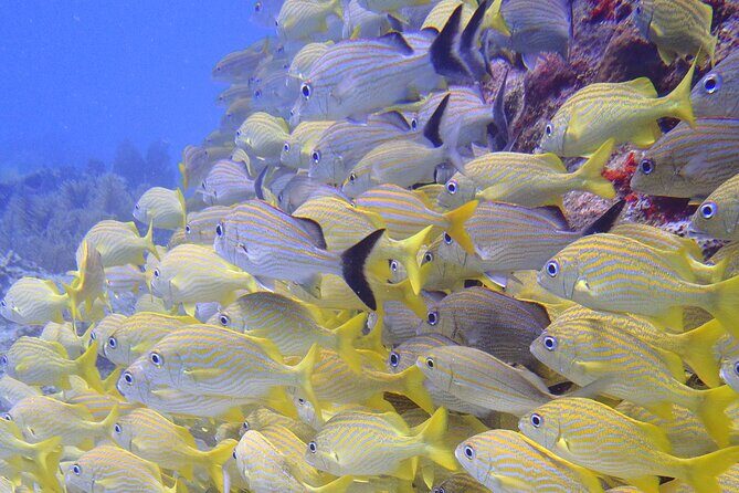 2 Tank Reef Dive in Mexico - Practical Tips for Participants