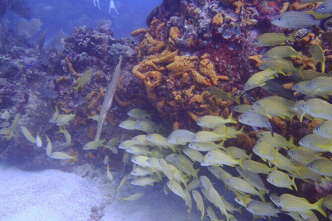 2 Tank Reef Dive in Mexico - FAQ