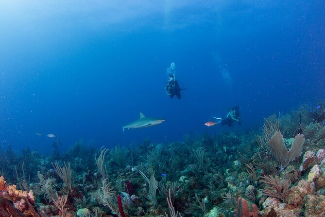 2-Tank Scuba Boat Trip in World-Class Sites @ Copamarina - FAQ