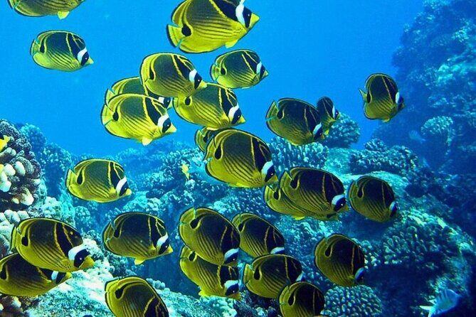 2 Tank Shore Dive at Sea Turtle Cove - The Dive Site and Marine Life
