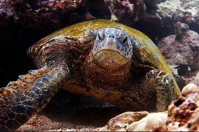 2 Tank Shore Dive at Sea Turtle Cove - The Sum Up