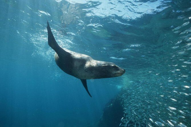2 Tank Tour in Cabo San Lucas Reserve, Certified Divers with MANTA - The Ultimate Cabo Dive Experience: What to Expect