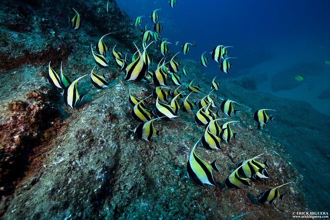 2 Tank Tour in Cabo San Lucas Reserve, Certified Divers with MANTA - Authentic Experiences From Other Travelers