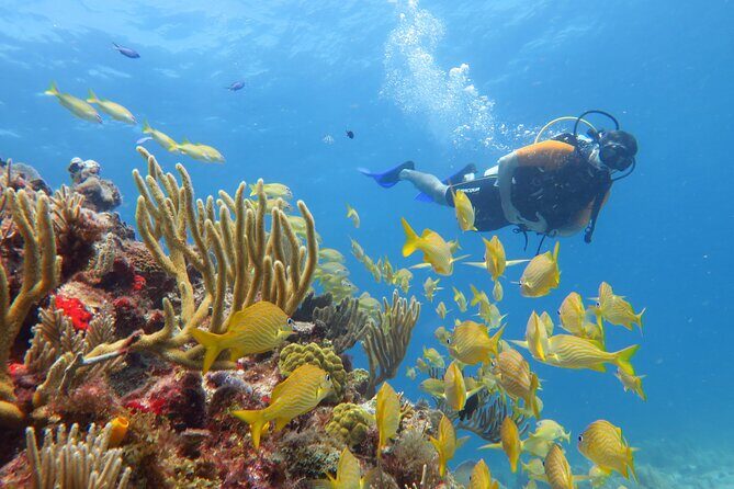 2 Tanks Dives Cancun Underwater Museum for Certified Divers - FAQs