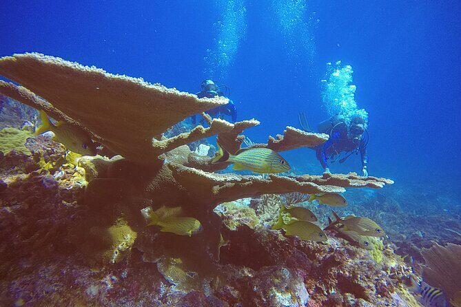 2 Tanks Scuba Diving in Punta Cancun Reefs for Certified Divers - What Reviewers Say
