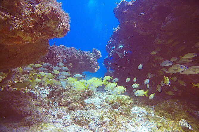 2 Tanks Scuba Diving Wreck and Reef in Cancun for Certified Divers - Cost and Value: Is It Worth It?