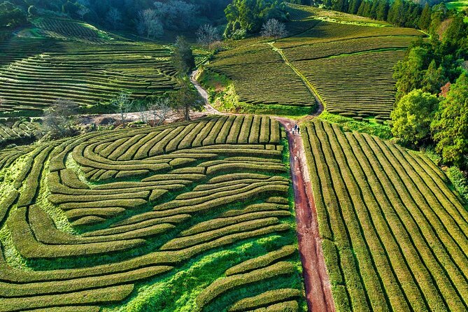 2 X Day Tour Pack With Lunch Included (Furnas + Sete Cidades + Fogo + Nordeste) - Reviews and Customer Feedback