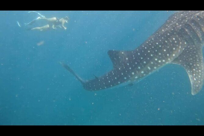 2025 Bohol Customized Tours - A Close Look at what the Tour Offers