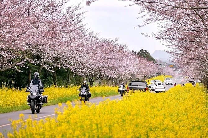 2025 Cherry Blossom East Day Tour in Jeju with UNESCO - The Itinerary in Detail