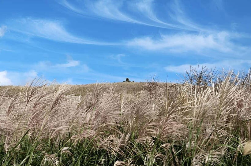 2025 Jeju Autumn Tour with Pink Muhly Festival - The Experience: What Our Reviewers Say