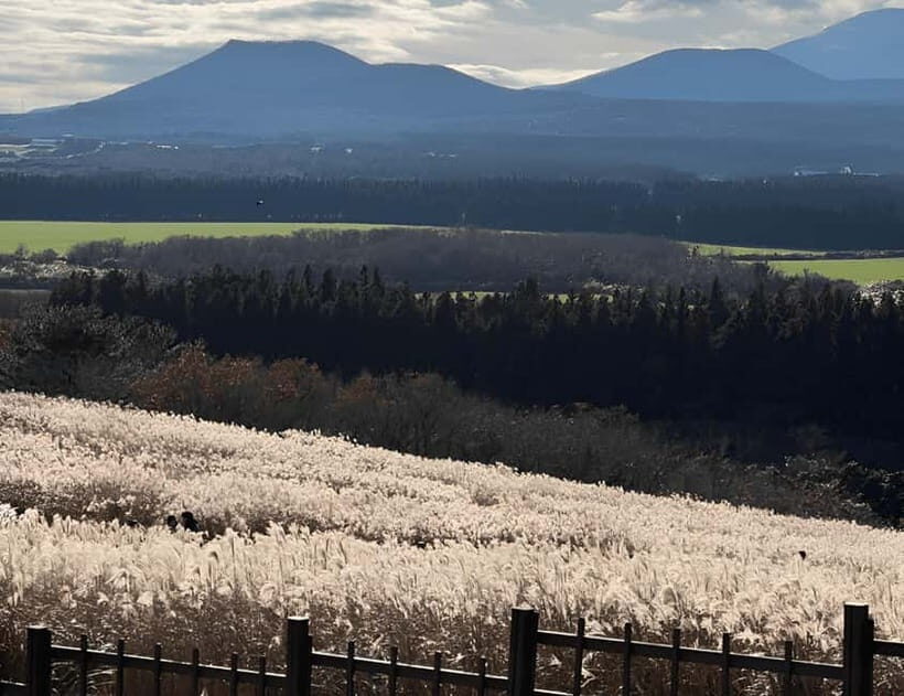 2025 Jeju Autumn Tour with Pink Muhly Festival - Practical Details and Tips