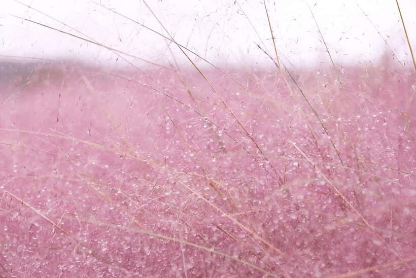 2025 Jeju Autumn Tour with Pink Muhly Festival - The Sum Up: Who’s This Tour For?