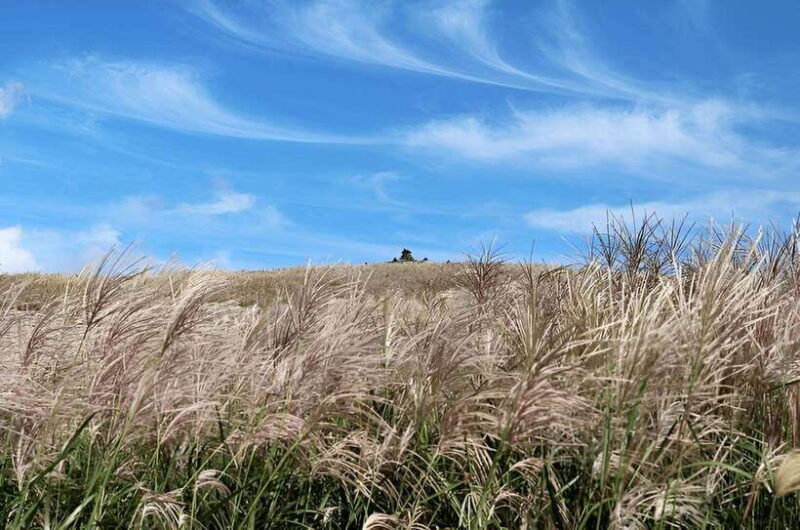 2025 Jeju Autumn Tour with Pink Muhly Festival - Why This Tour Is a Great Fit