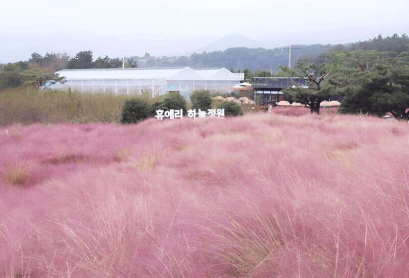 2025 Jeju Autumn Tour with Pink Muhly Festival - FAQs