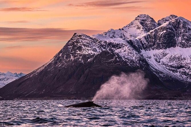 24hr Northern Lights & Whale Watching Cruise - Weather Considerations