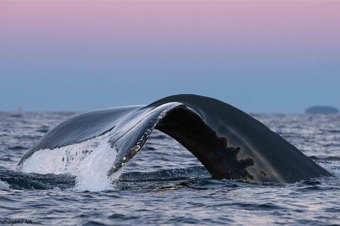 24hr Northern Lights & Whale Watching Cruise - Booking and Reservation Details