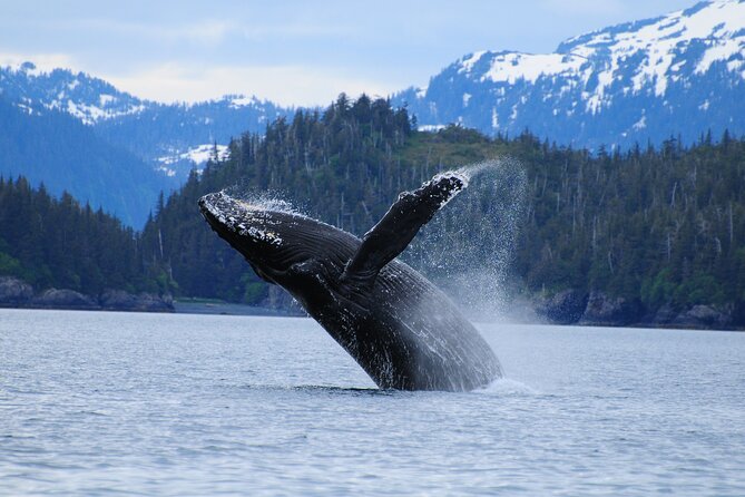 26 Glacier Cruise and Coach from Anchorage, AK - Practical Details and Tips