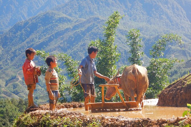 2D1N Buffalo trek by Hmong Sister House and Trekking - Transportation, Logistics, and Group Size