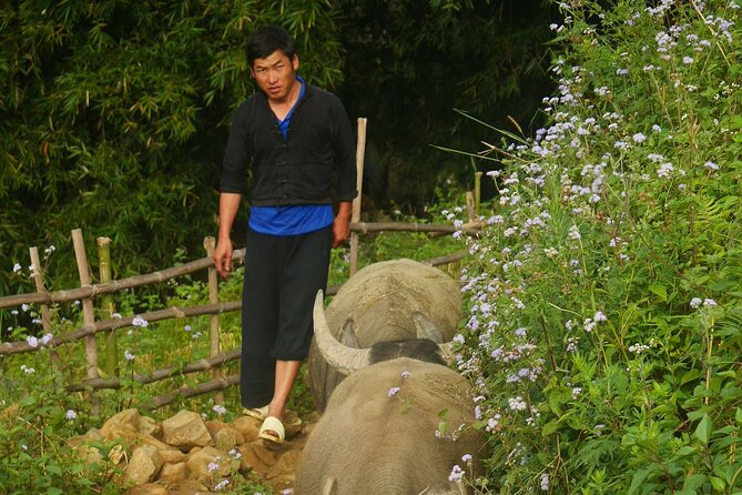 2D1N Buffalo trek by Hmong Sister House and Trekking - Highlights and Potential Drawbacks
