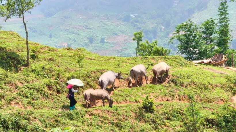 2D1N Trek: Ta Van & Lao Chai Rice Terrace Trails - Exploring Ta Van and Cultural Immersion